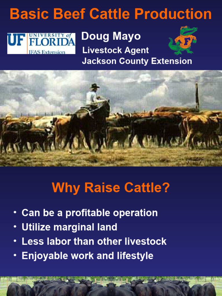 Basic Beef Production | PDF | Cattle | Livestock