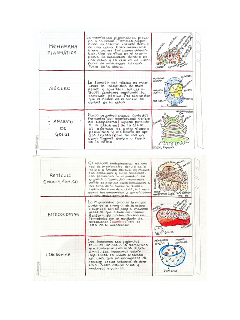 Organelos de La Célula | PDF Organelos de La Célula | PDF