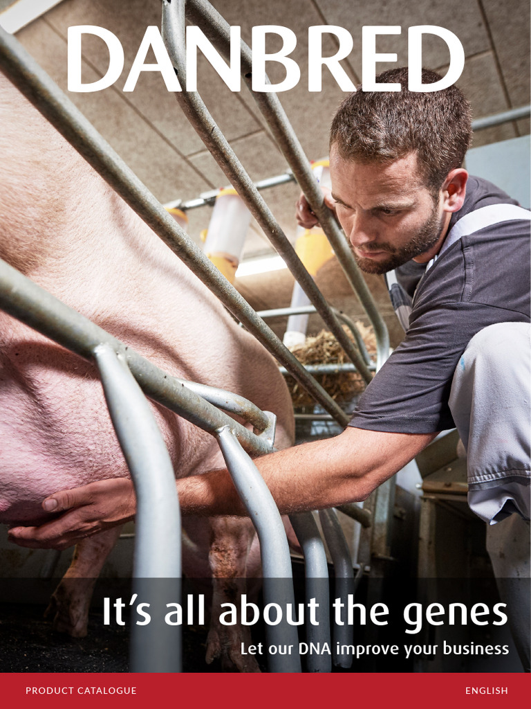 Its All About The Genes | PDF | Pig | Selective Breeding