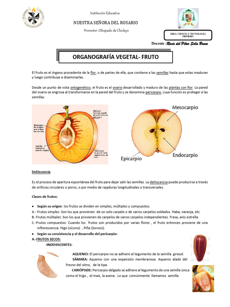 Partes del Fruto: Naranja y Más | PDF | Fruta | Cocina vegana