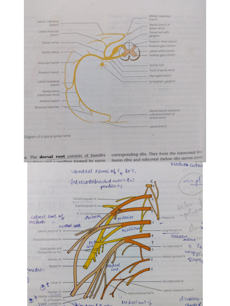 Diagram Test Upper Limb | PDF