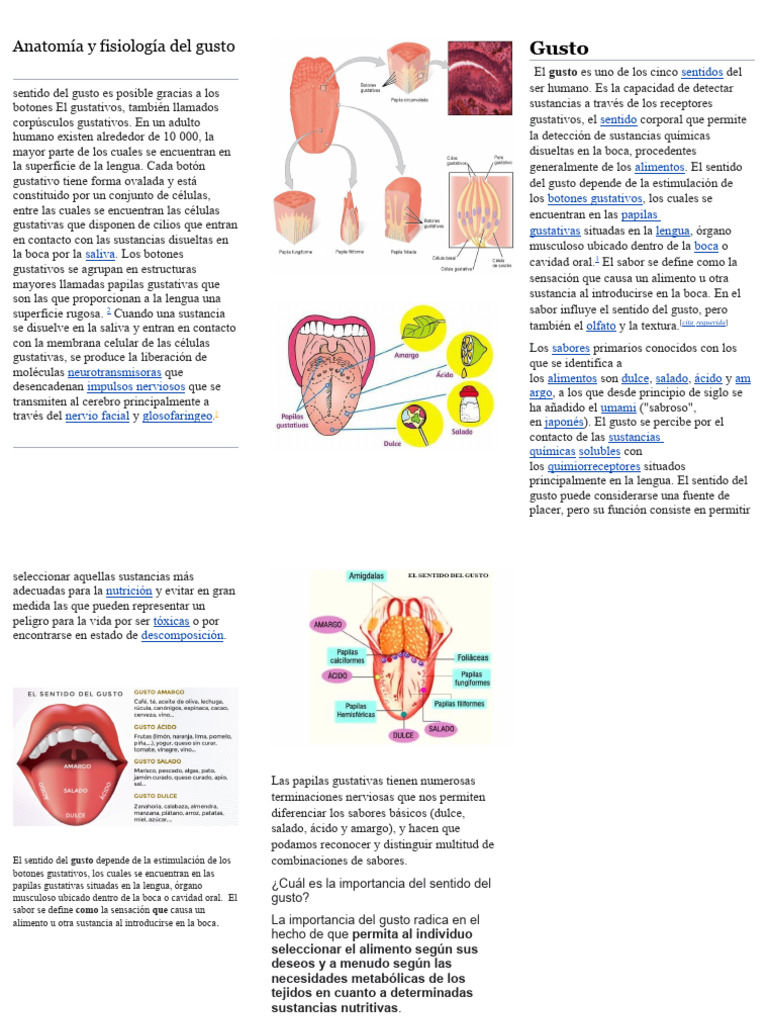 Anatomía y Fisiología Del Gusto | PDF