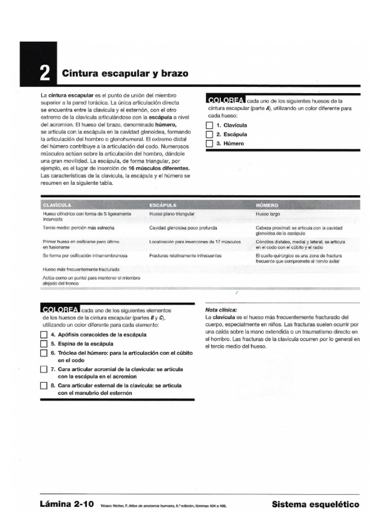 Anatomia Cintura Escapular y Brazo | PDF