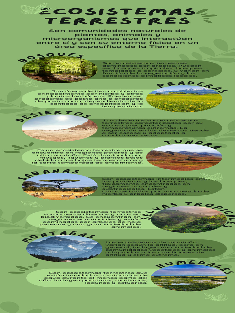 Ecosistemas Terrestres | PDF | Ecosistema | Arboles