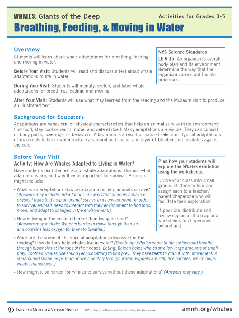 Whales Activities For Grades 3 5 | PDF | Whales | Cetacea