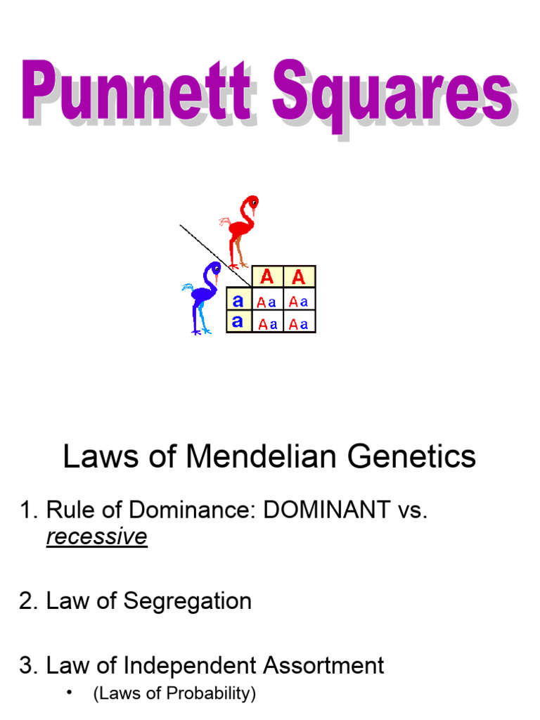 Mendelian Genetics Basics | PDF | Dominance (Genetics) | Genotype