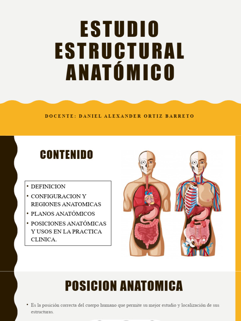 Estudio Estructural Anatómico-. | PDF | Hueso | Esqueleto