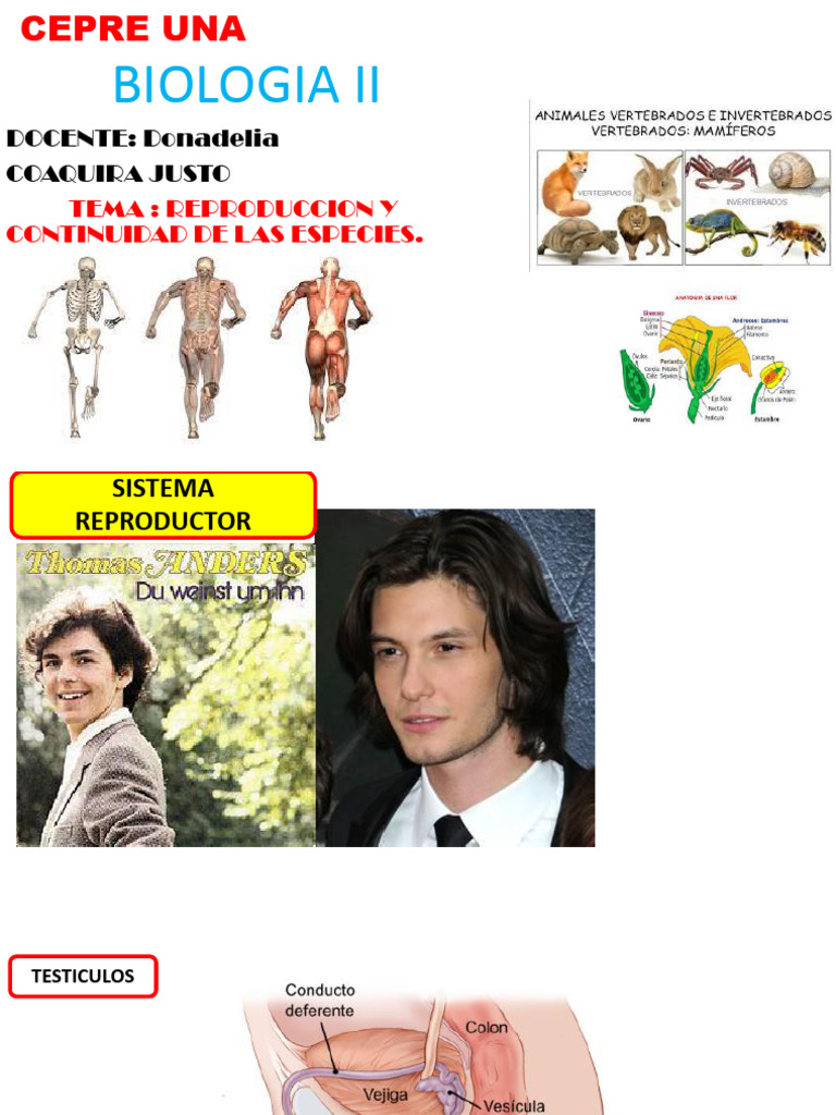 15ava Sem. Reproductor Humano Bio 2 | PDF