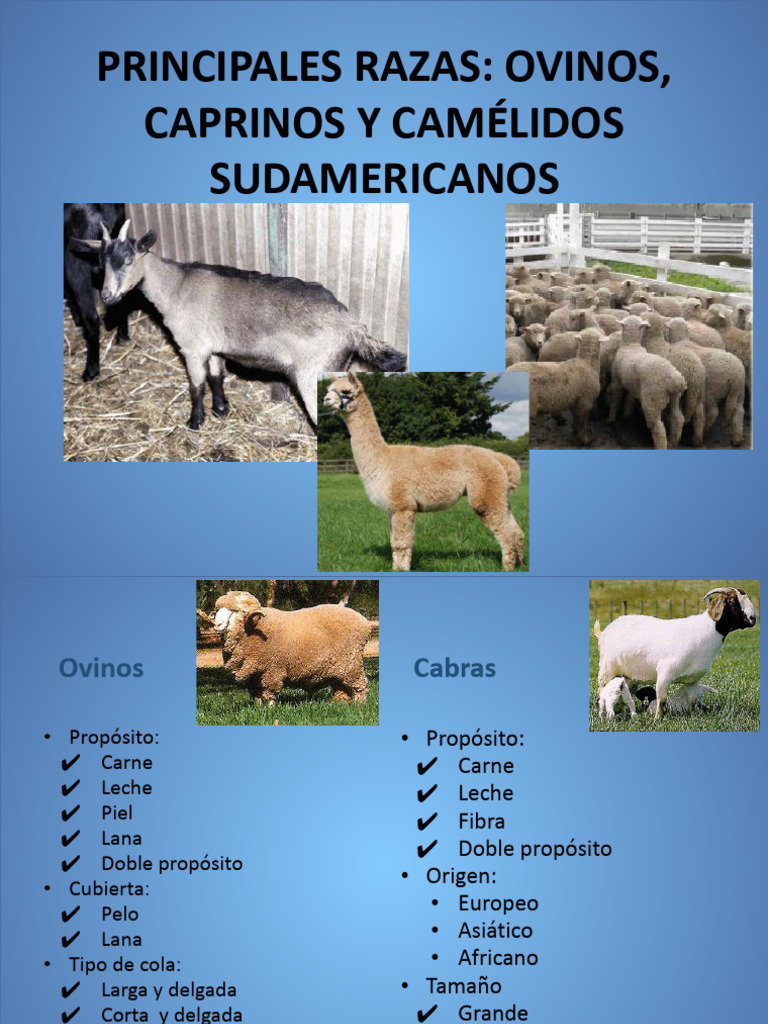 Clase 3 Razas | PDF | Oveja | Lana