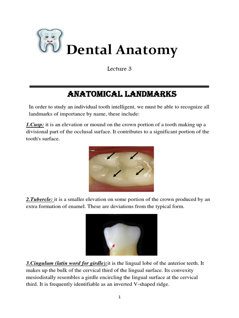 Anatomical Landmarks of Teeth | PDF | Dental Anatomy | Animal Anatomy