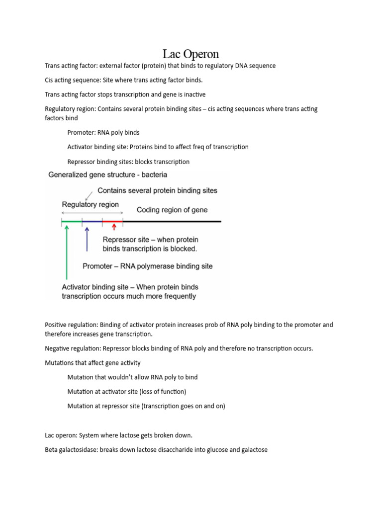 Lac Operon Notes | PDF | Repressor | Operon