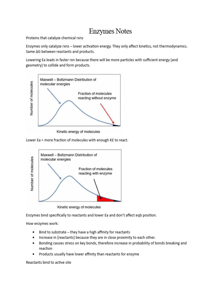 Enzymes Notes | PDF | Enzyme | Active Site