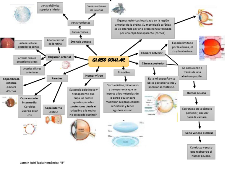Mapa de Ojo | PDF | Ojo humano | Anatomía humana