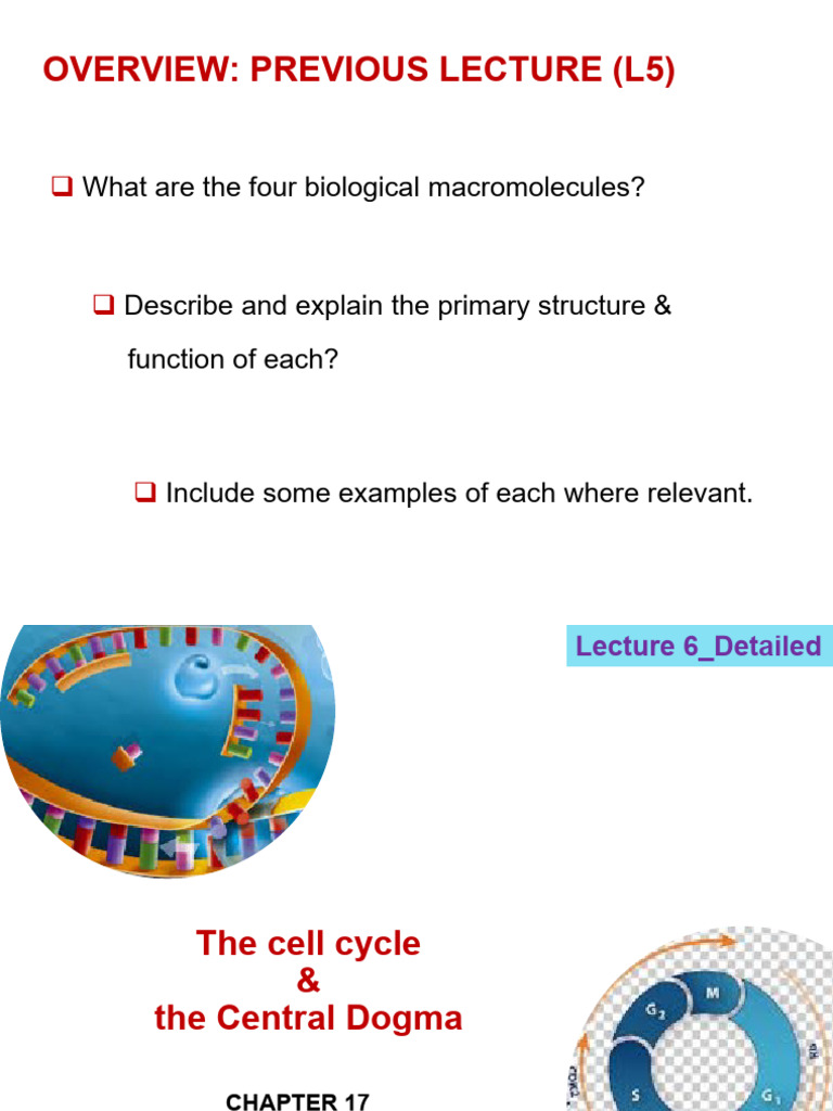 L6 the+Cell+Cycle+&+the+Central+Dogma | PDF | Dna Replication | Dna