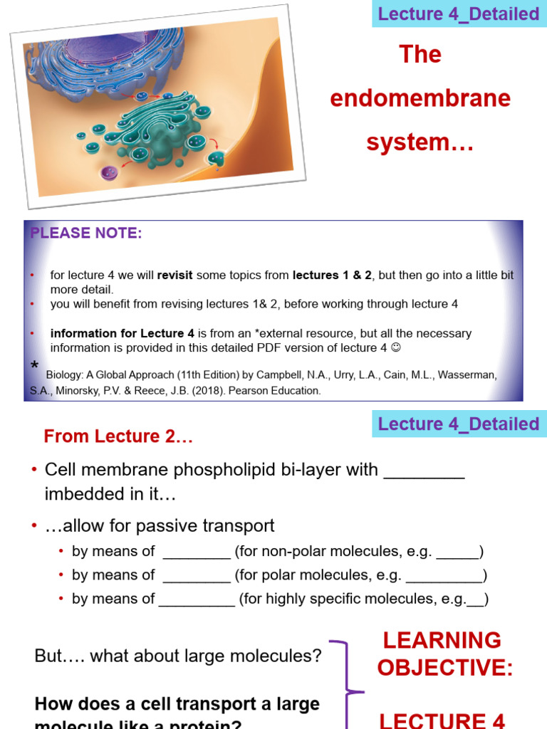 Biology Lecture 4: Endomembrane System | PDF | Endoplasmic Reticulum | Lysosome