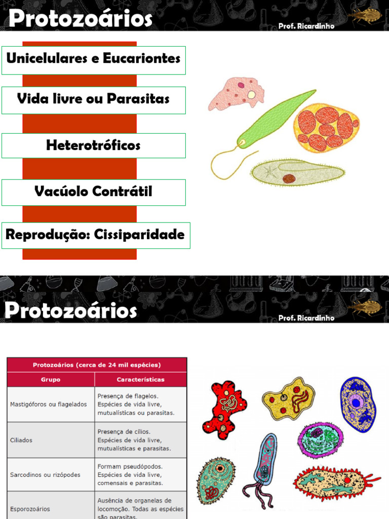 Protozoarios 2023 | PDF