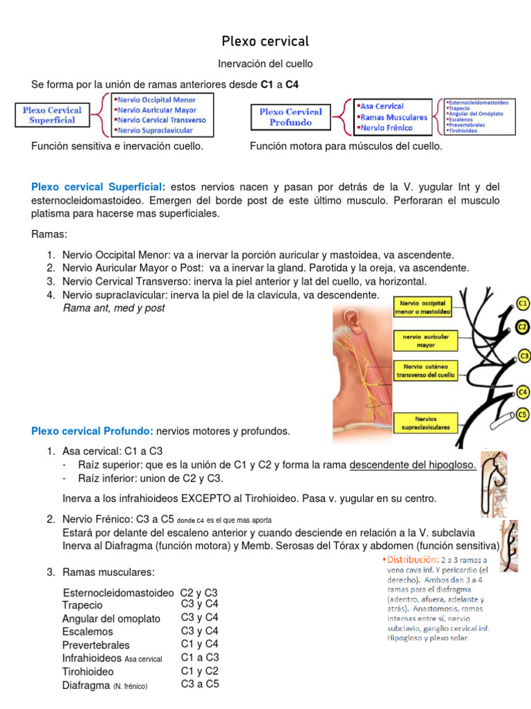 Plexo Cervical: Inervación del Cuello | PDF