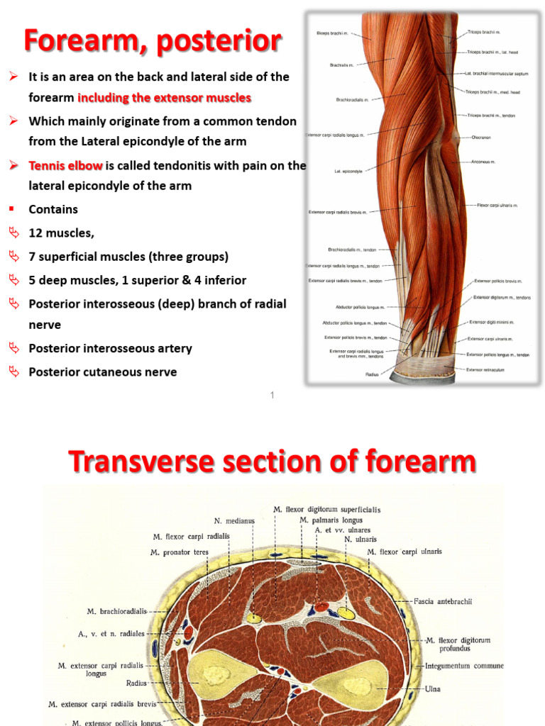 Forearm Posteng | PDF | Thumb | Elbow