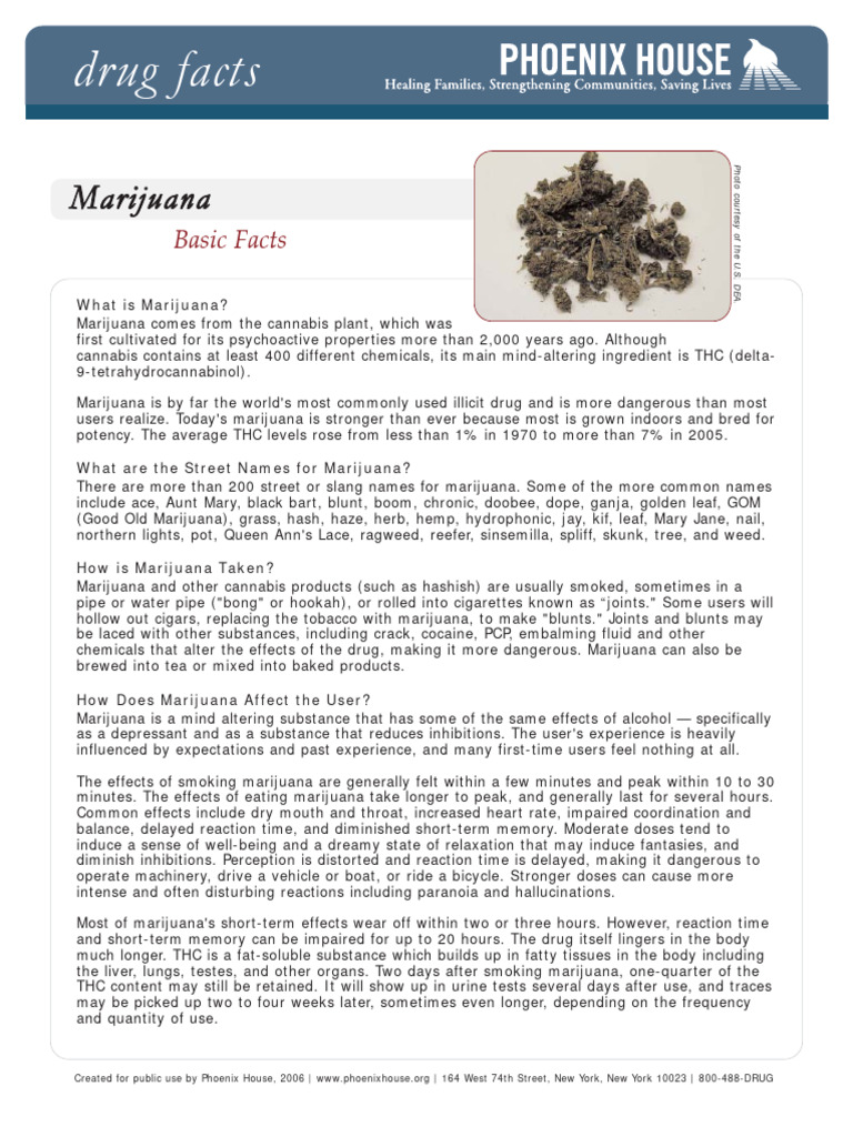 Cannabis Factsheet-Ph | PDF