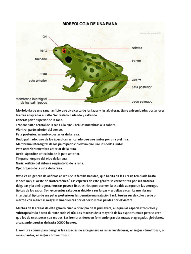 Anatomía Externa De La Rana
