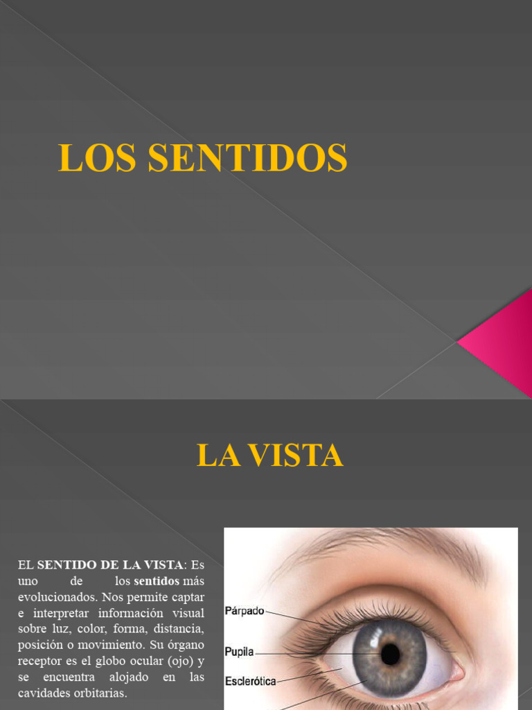 Sentido Vista y Olfato | PDF | Ojo humano | Percepción visual