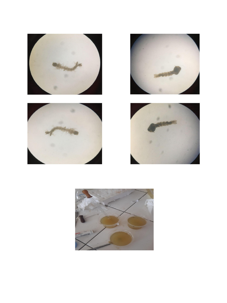 Gambar Jentik Nyamuk | PDF