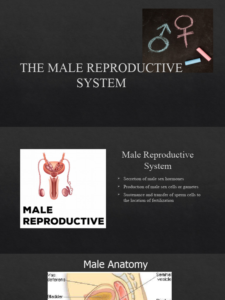 3 3 1 Male Reproductive System | PDF