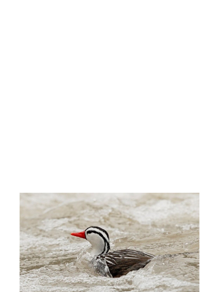 Pato de Los Torrentes | PDF