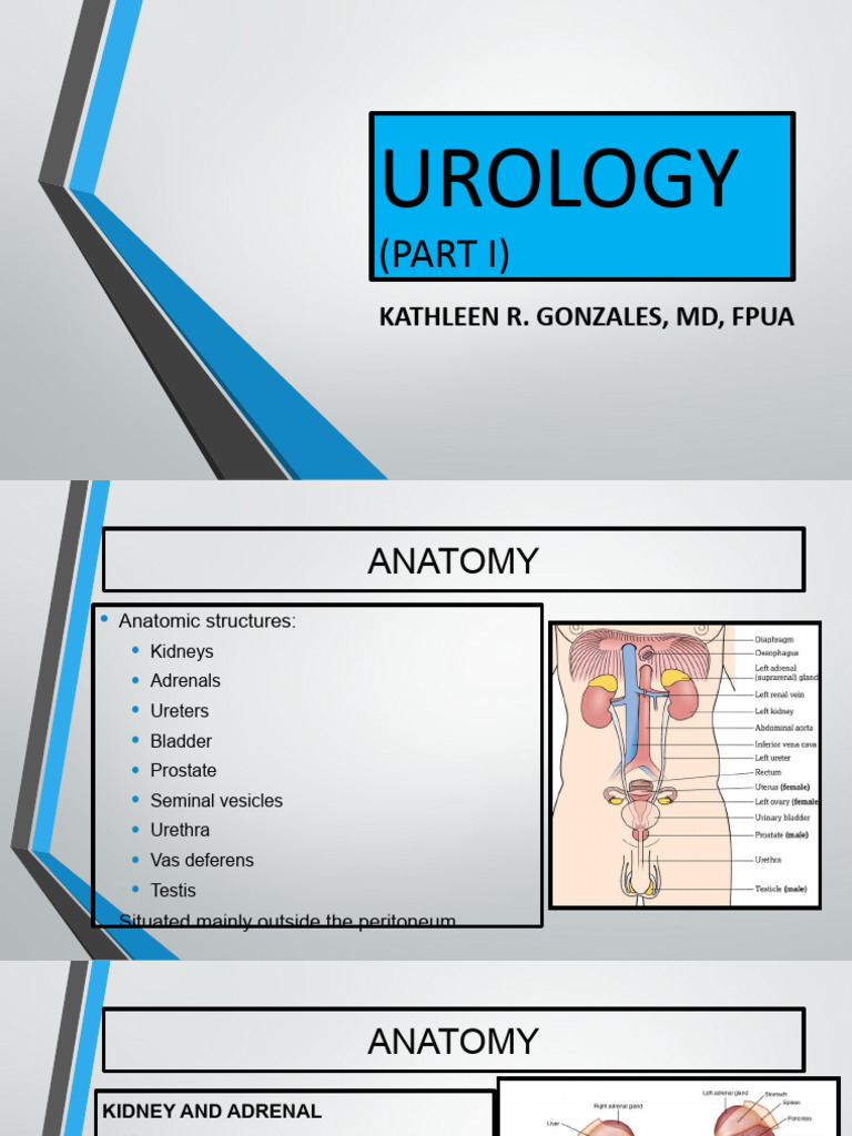 Urology 1 | PDF | Kidney | Human Body