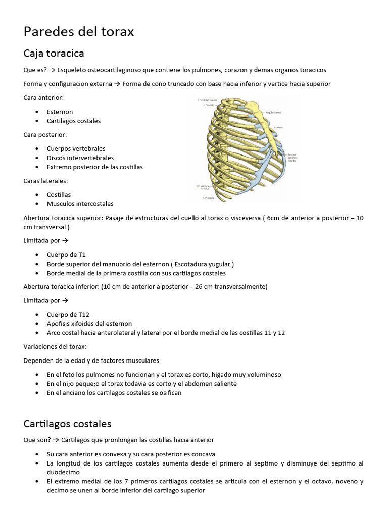 Paredes Del Torax | PDF | Tórax | Abdomen