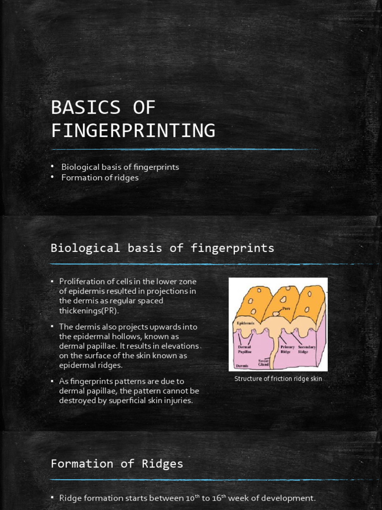 Basics of Fingerprinting | PDF | Skin | Epidermis