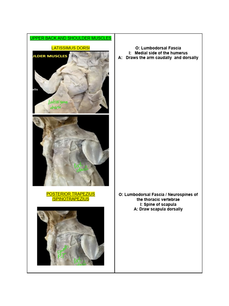 Upper Back and Shoulder Muscle Anatomy | PDF | Foot | Vertebral Column