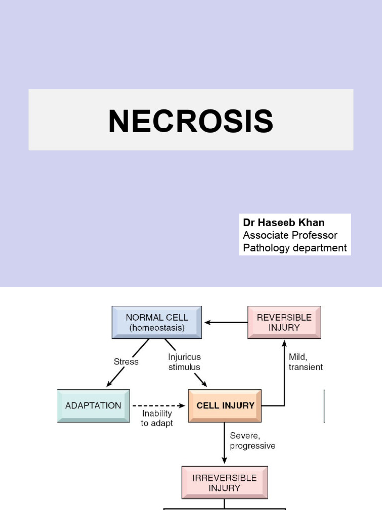 Necrosis | PDF | Necrosis | Kidney