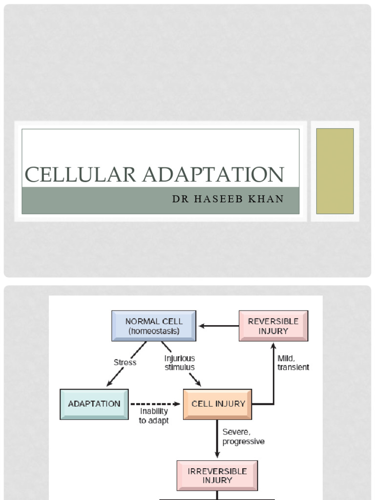 Cellular Adaptations | PDF | Cell Biology | Medical Specialties