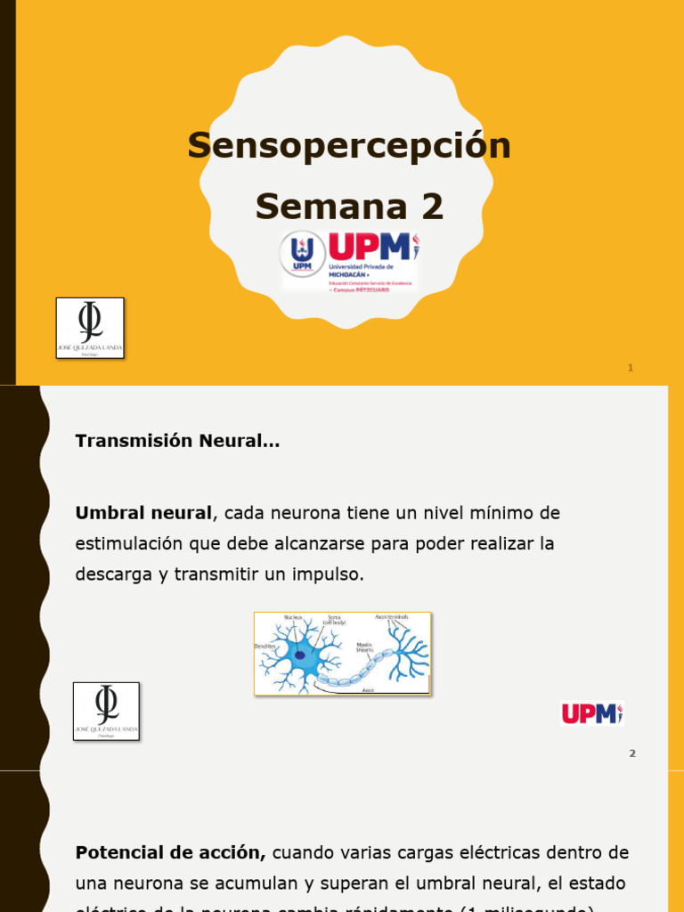 Semana 2 Sensopercepción | PDF | Sinapsis | Sistema nervioso