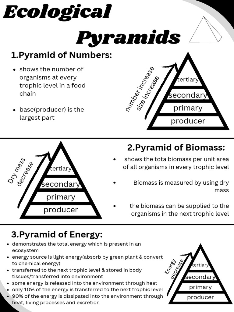 Pyramids: 1.pyramid of Numbers | PDF