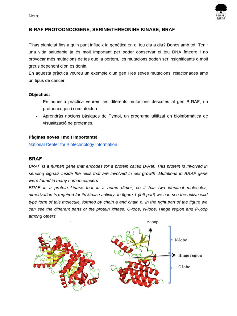Pymol BRAF | PDF