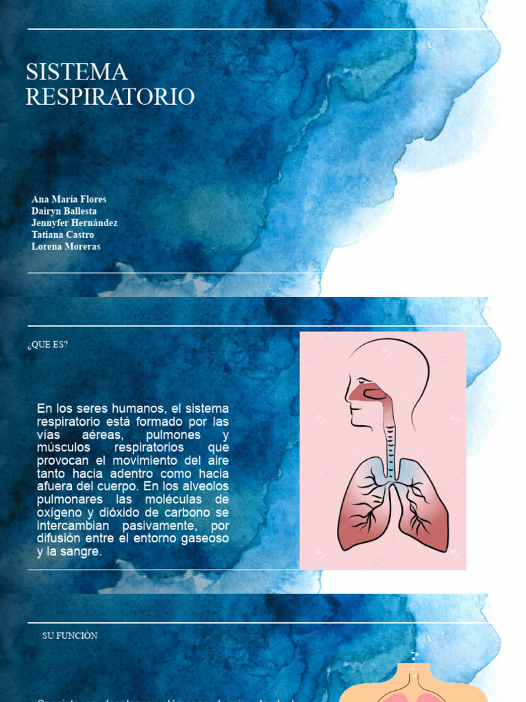 Sistema Respiratorio | PDF | Sistema respiratorio | Pulmón