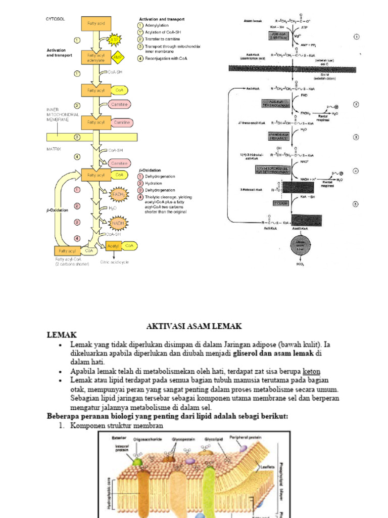 Aktivasi Asam Lemak | PDF | Sains & Matematika