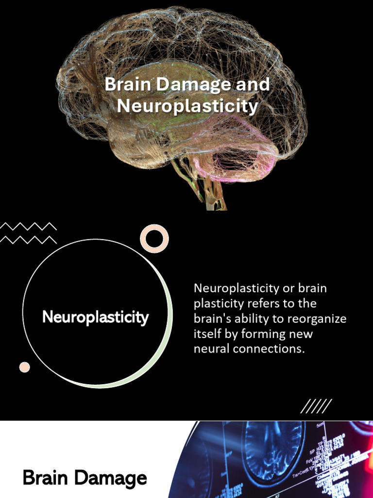 Brain Damage and Neuroplasticity | PDF | Brain Tumor | Stroke