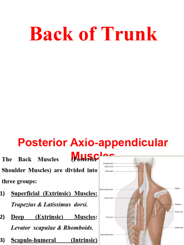 Back of Trunk | PDF