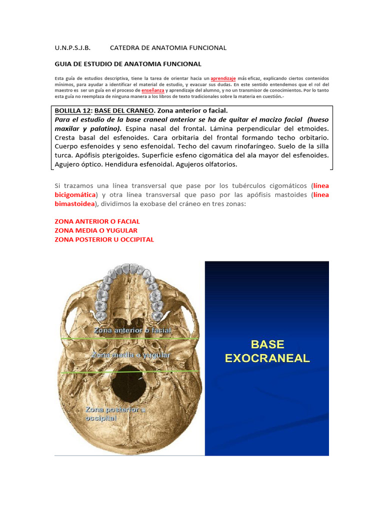 Anatomía de la Base del Cráneo | PDF | Anatomía humana | Morfología ...