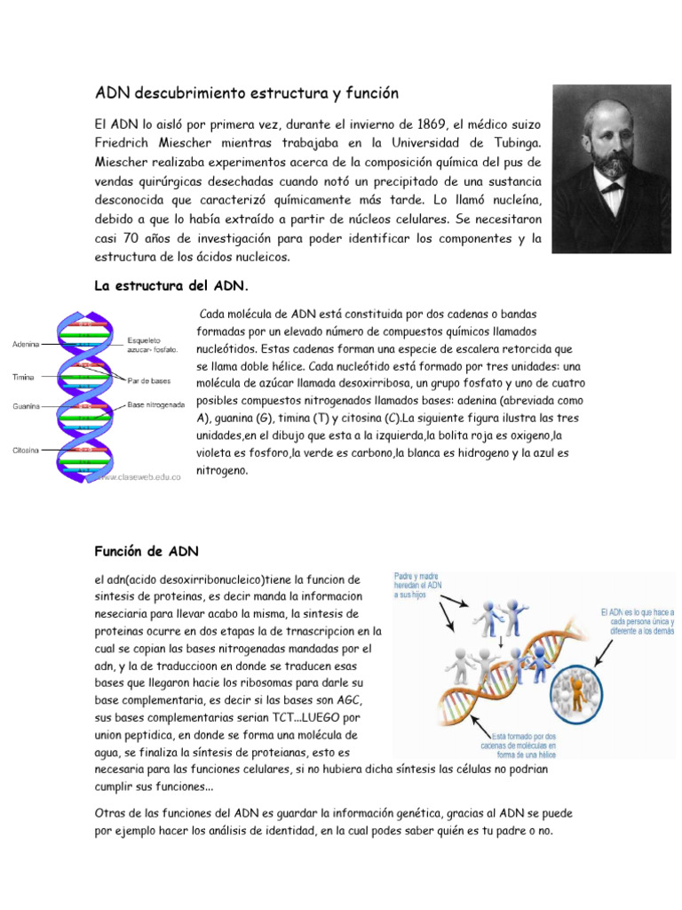 ADN Descubrimiento Estructura y Función | PDF