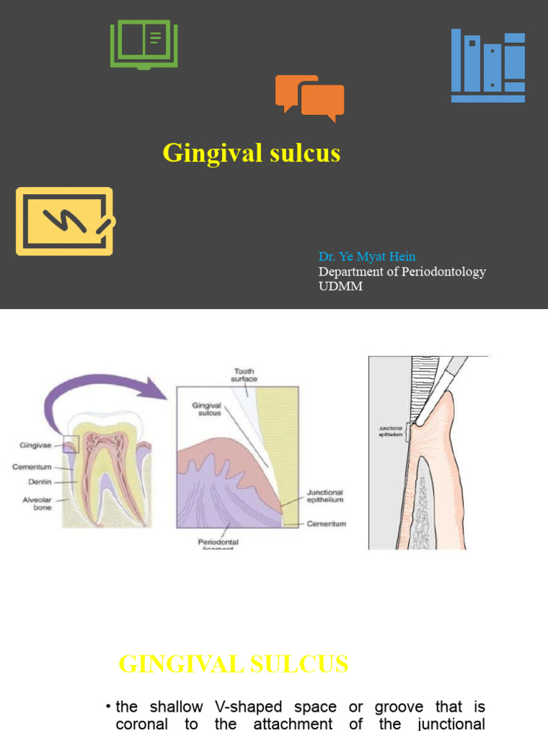 Gingival Sulcus: Depth and Importance | PDF