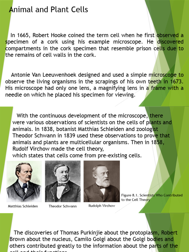 Animals and Plant Cells | PDF | Cell (Biology) | Endoplasmic Reticulum