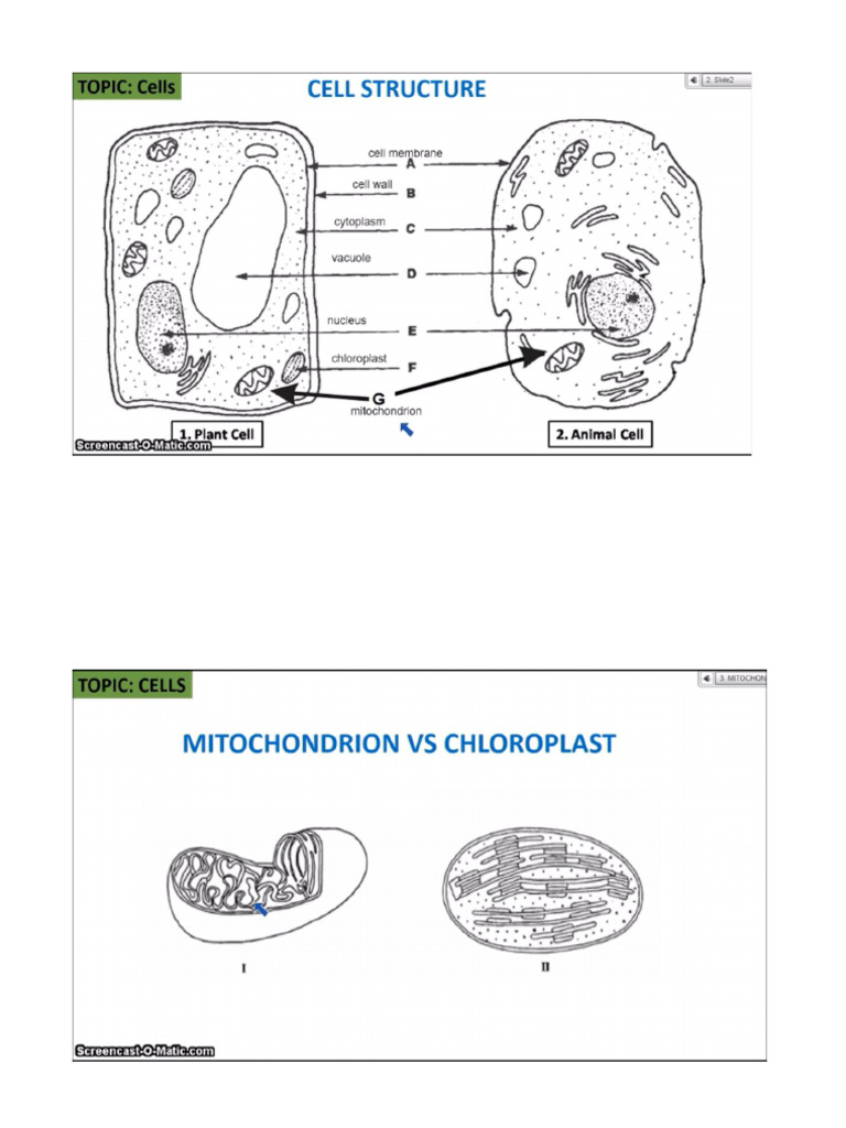 Csec Biology Diagrams 1 Pdf
