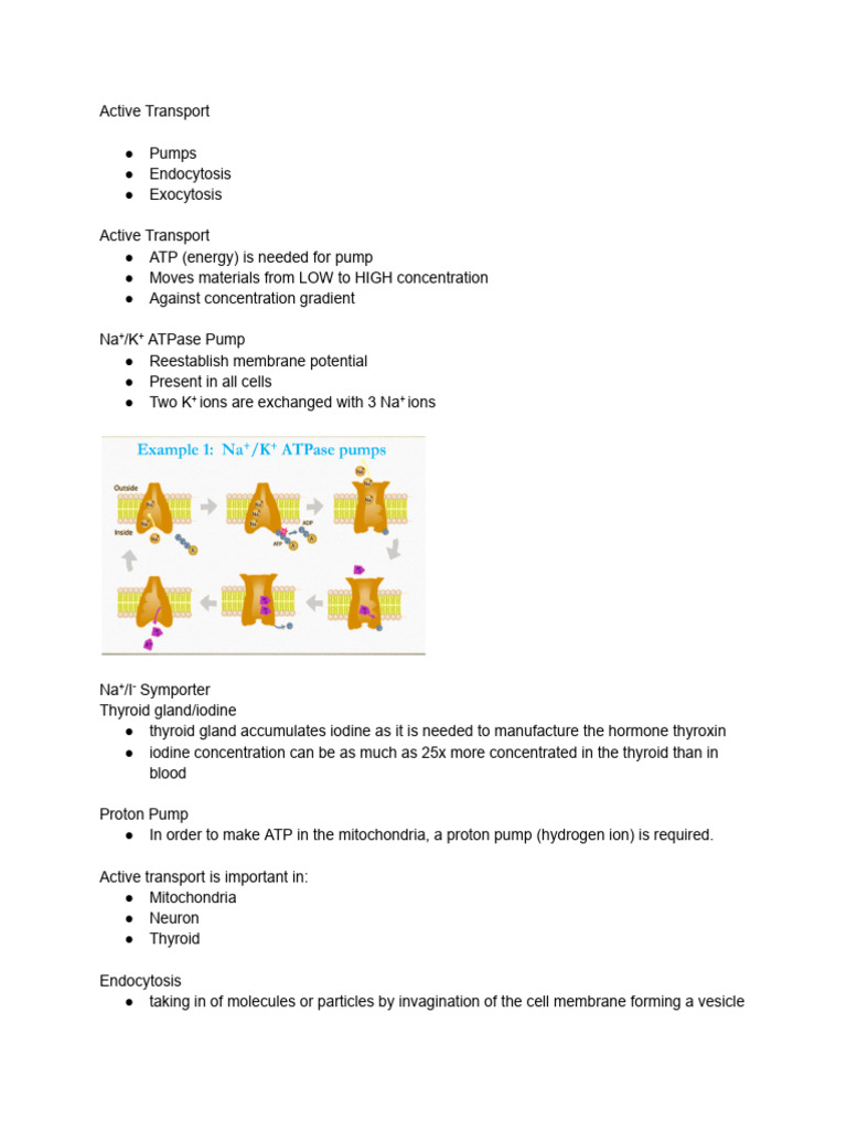Active Transport | PDF