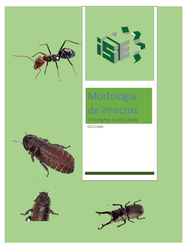 Tagmas en la morfología de insectos | PDF | Insectos | Hexapoda