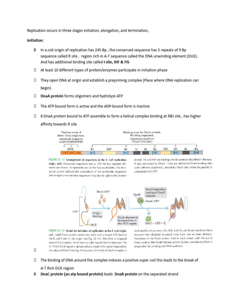 Basics of Replication | PDF | Dna Replication | Primer (Molecular Biology)