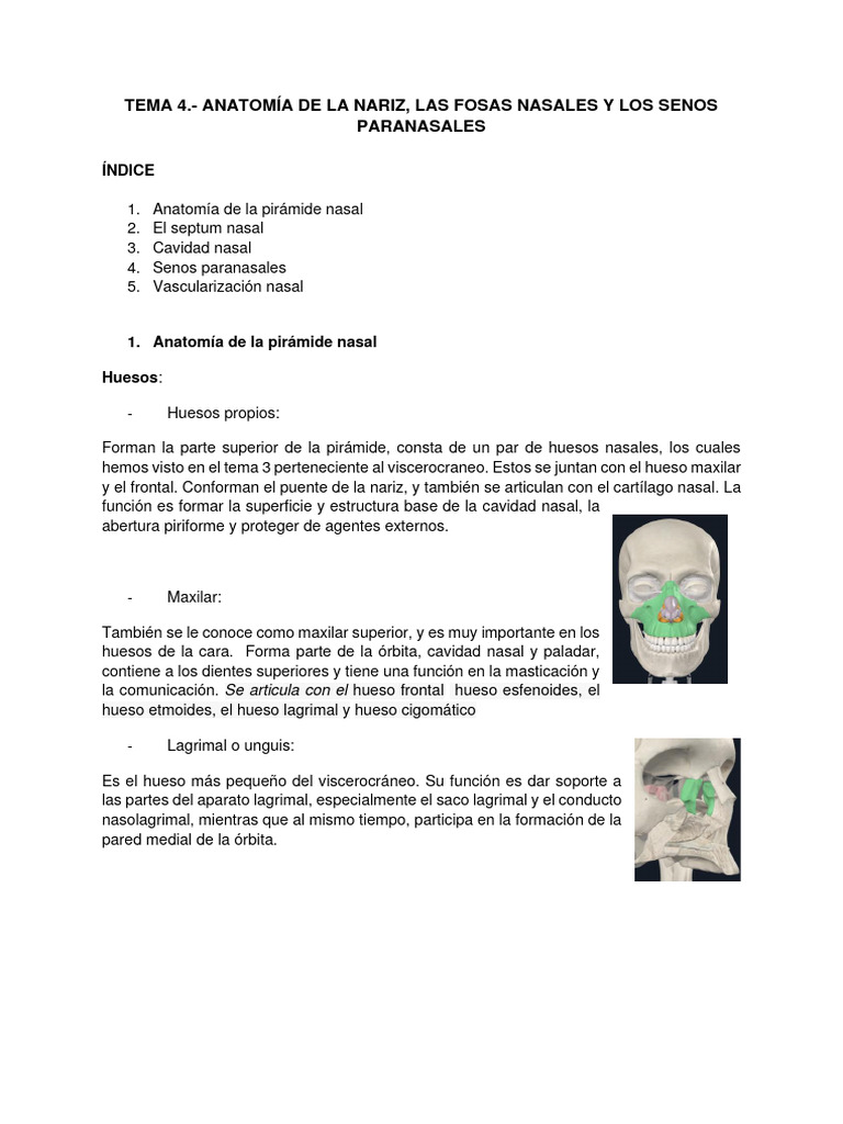 Tema 4. - Anatomia de La Nariz | PDF | Nariz humana | Sistema musculoesquelético